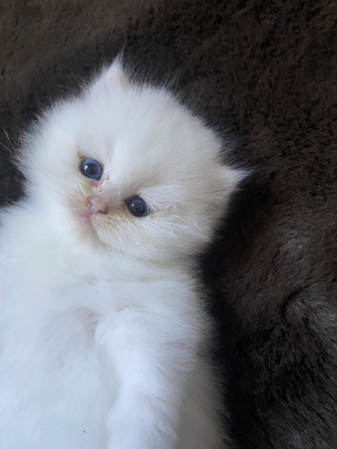 Angelo des rêves d'O Anna : chat British Longhair à adopter