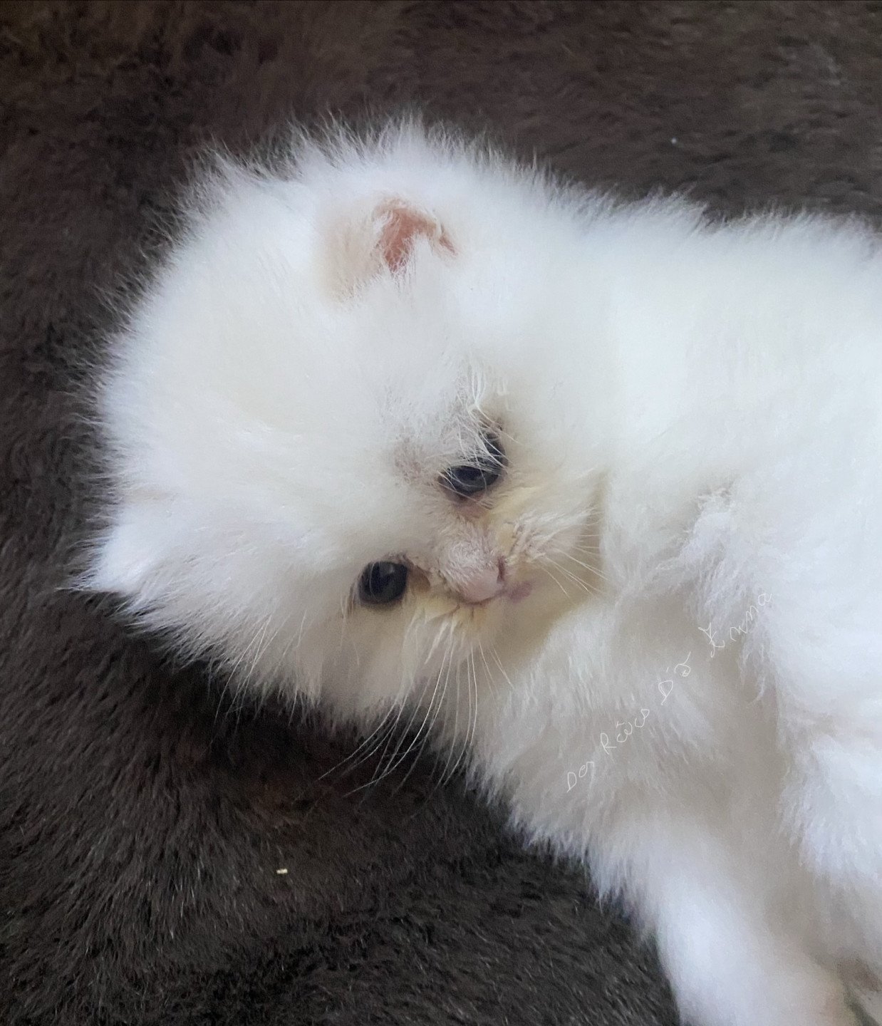 Angelo des rêves d'O Anna : chat British Longhair à adopter