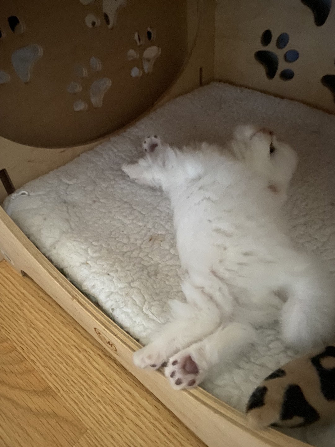 Angelo des rêves d'O Anna : chat British Longhair à adopter