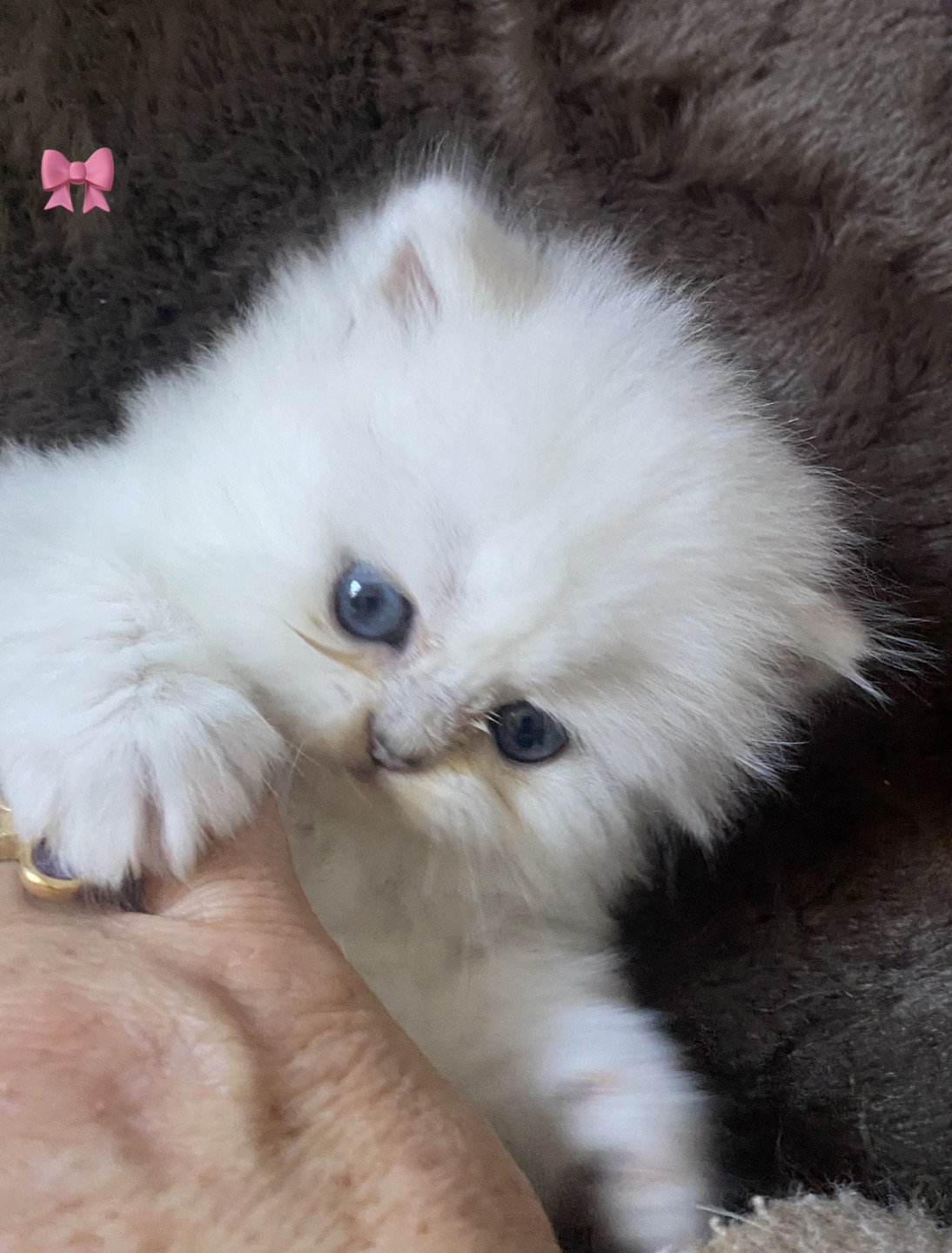 Anouck des rêves d'O Anna : chat Highland Straight à adopter