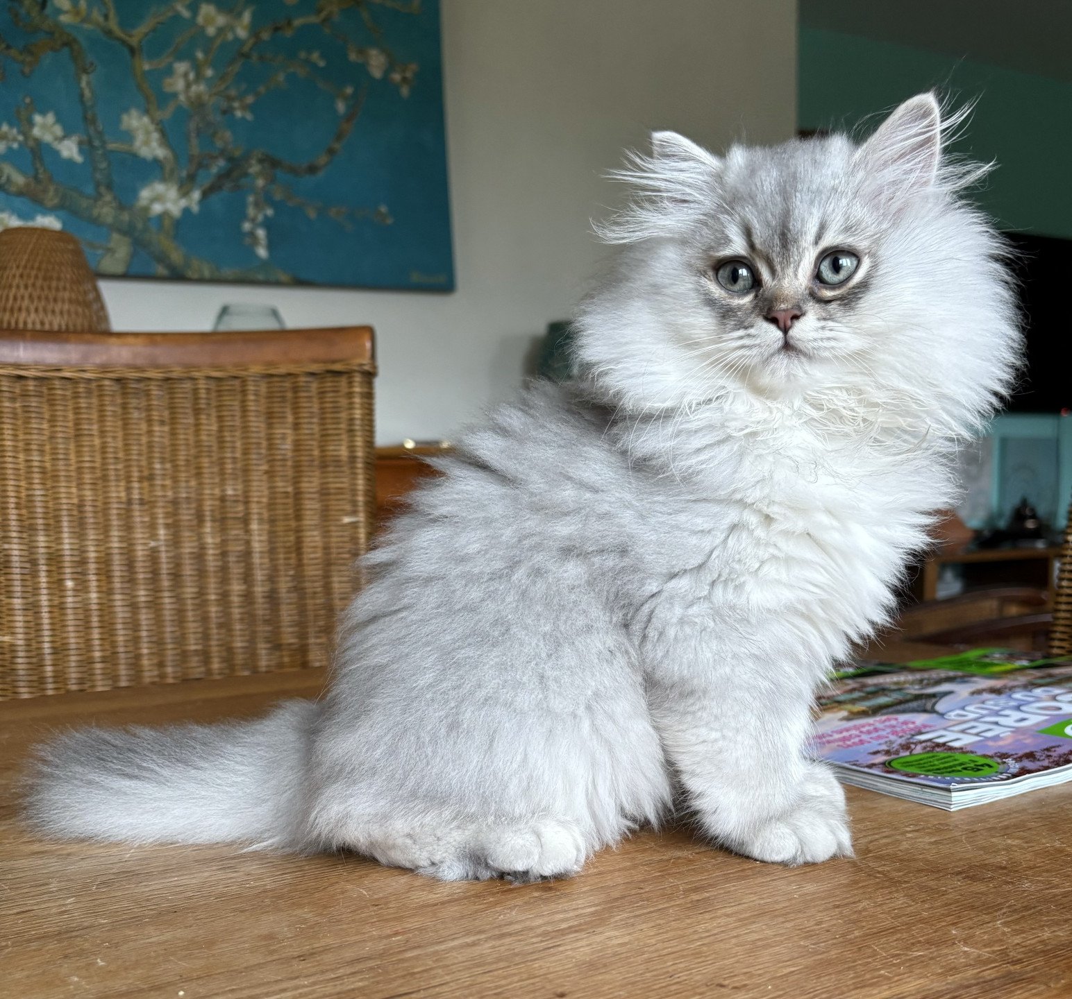 Watson Da Viken : chat Highland Straight à adopter