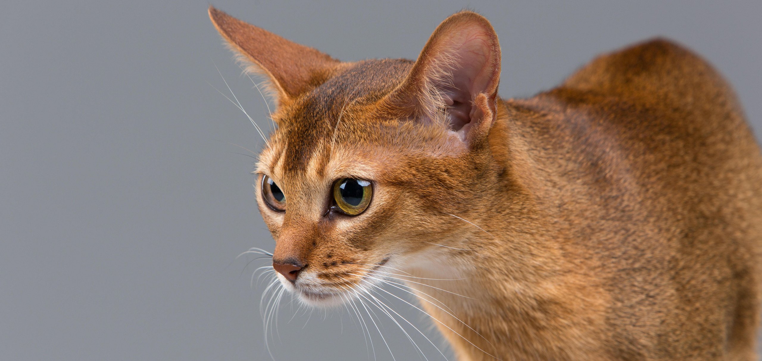 Chat Abyssin : caractère, look, santé, prix, sélection d'éleveurs ...