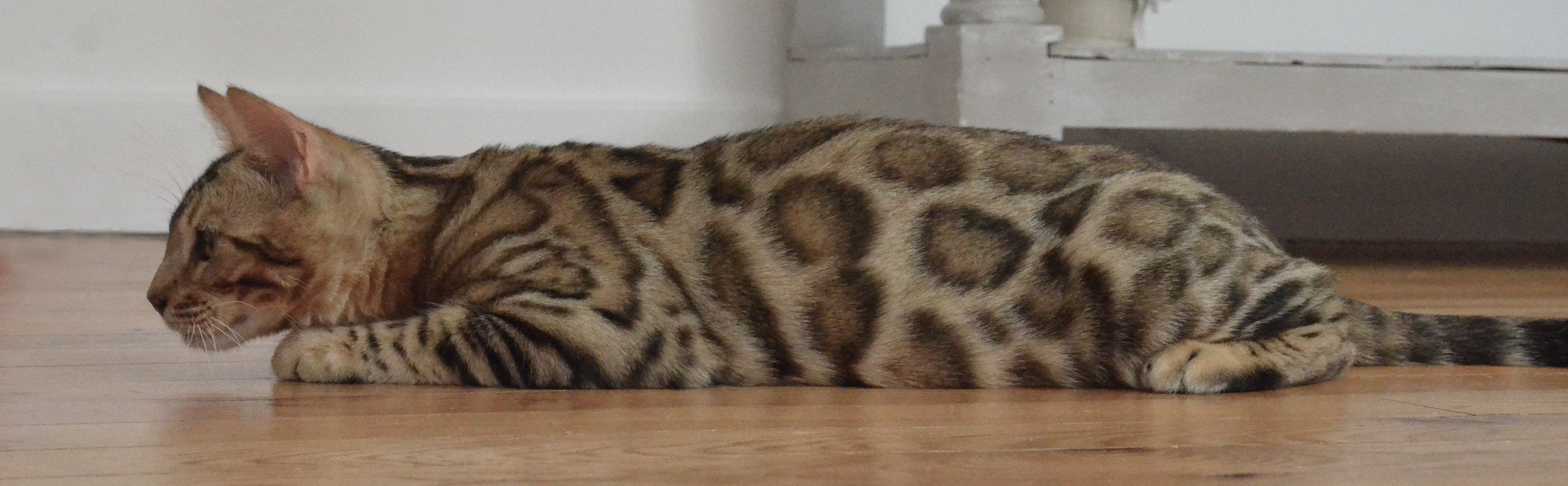 Chats et chatons Bengal : origines, look, santé, caractère, éleveurs ...