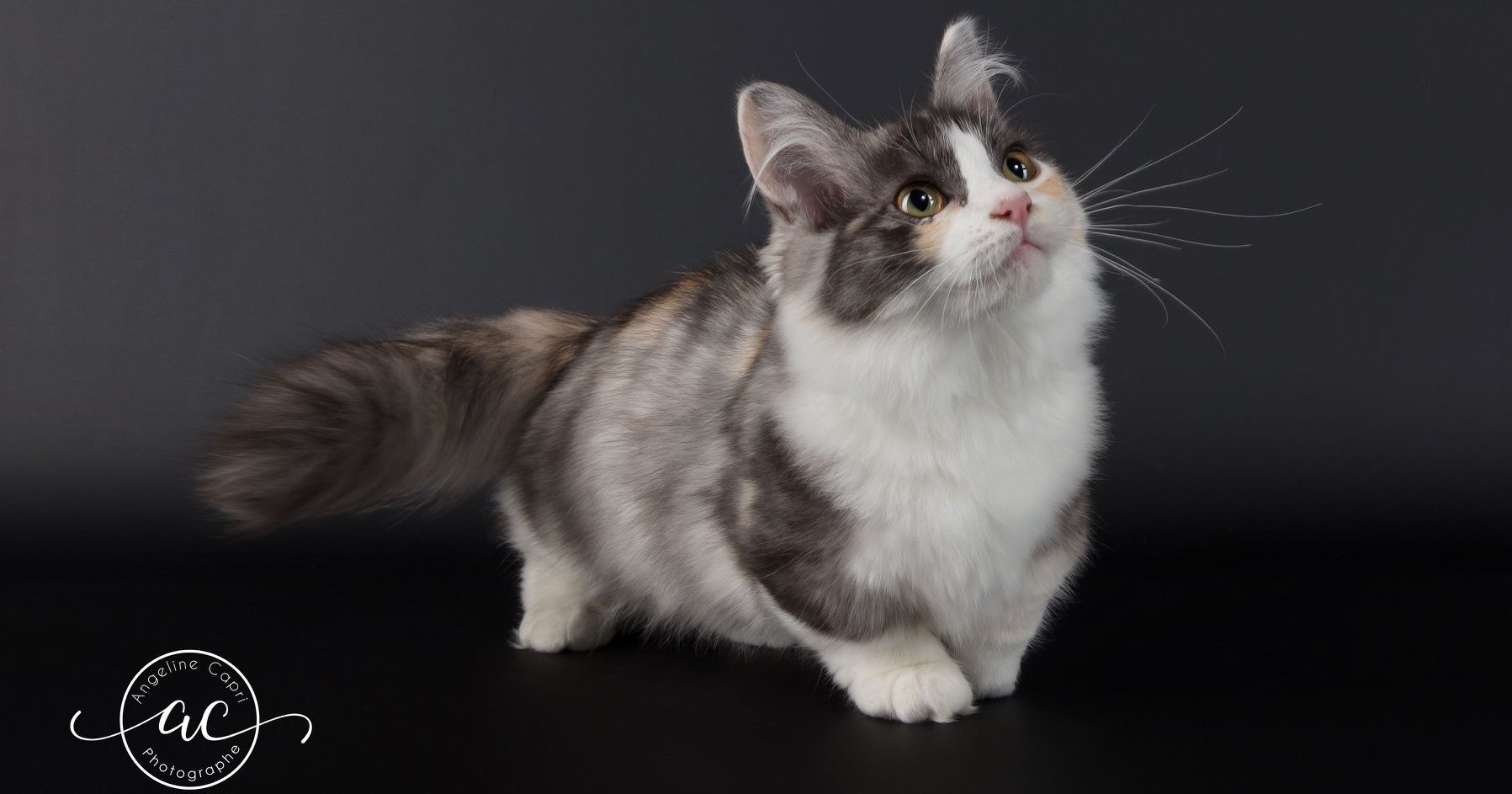 Munchkin Longhair : le chat à pattes courtes, le chat mini-pattes
