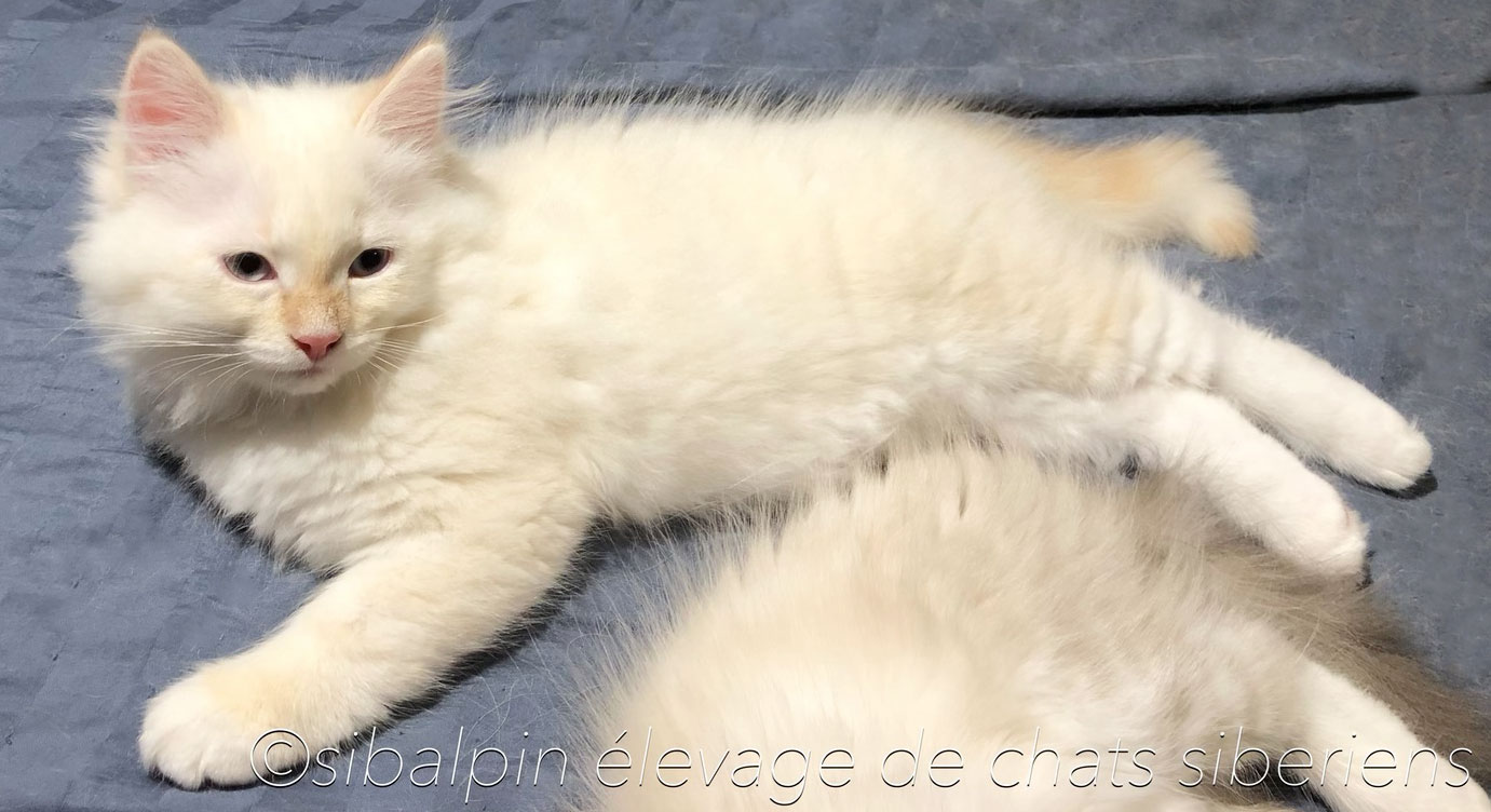 Sibérien Neva Masquerade : infos, look, santé, caractère, prix, éleveurs