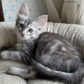 Chaton Angora turc à vendre - Annonces de chat Angora turc à adopter...