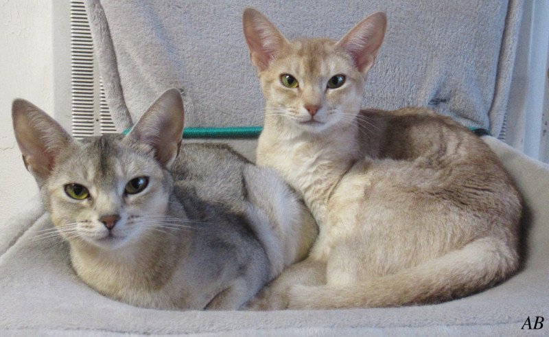 Chat Abyssin : caractère, look, santé, prix, sélection d'éleveurs ...