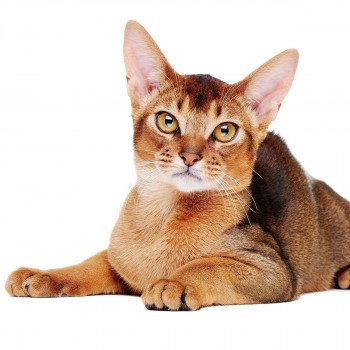 Chat Abyssin : caractère, look, santé, prix, sélection d'éleveurs ...