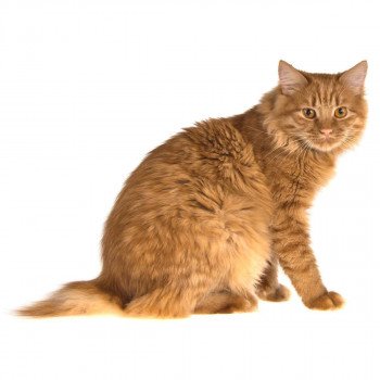 Chat American Bobtail Longhair à vendre. Découvrez la race et les élevages
