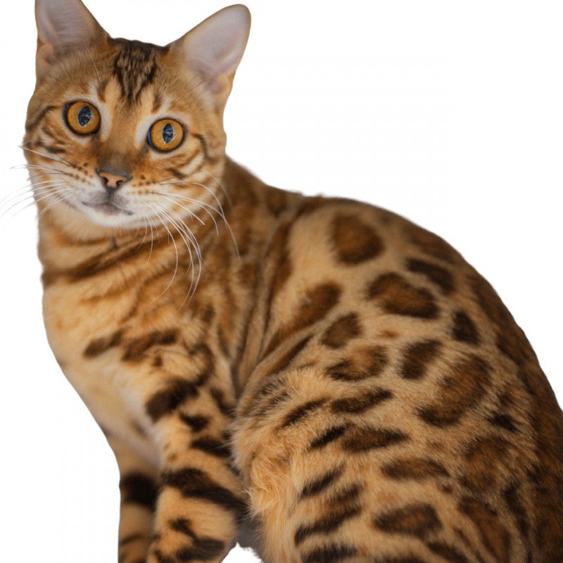 Chats et chatons Bengal : origines, look, santé, caractère, éleveurs ...