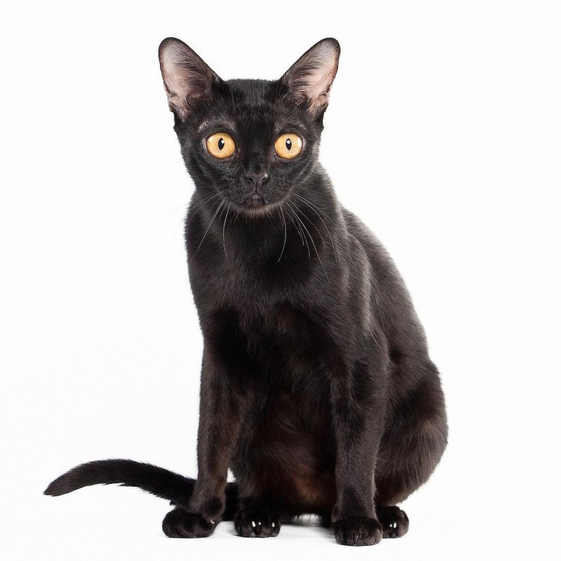 Bombay chaton à vendre. Caractère, look et annonces dans votre région.