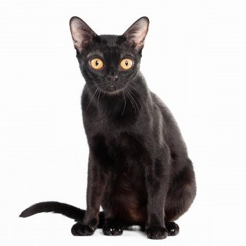 Bombay chaton à vendre. Caractère, look et annonces dans votre région.