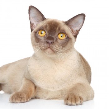 Burmese américain à vendre. Petites annonces des meilleurs élevages.