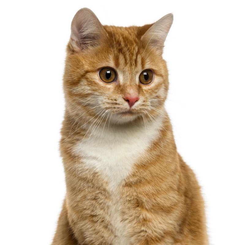 Chat européen. Espérance de vie, santé, look, origines. Eleveurs France.