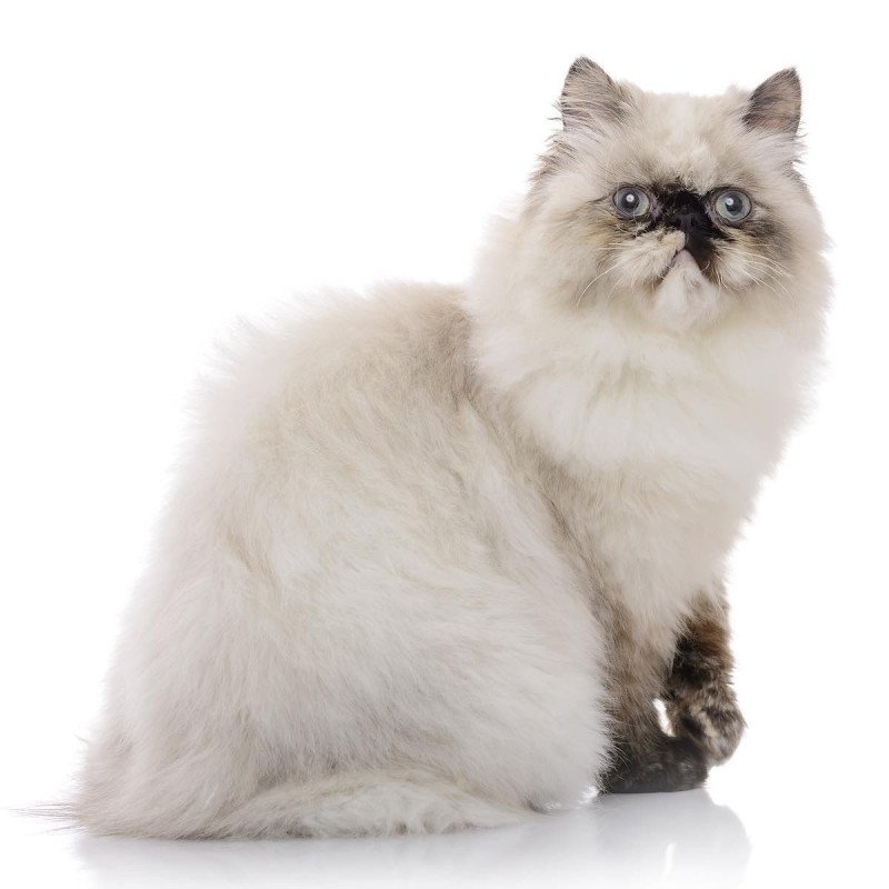 | chat-et-chaton.com