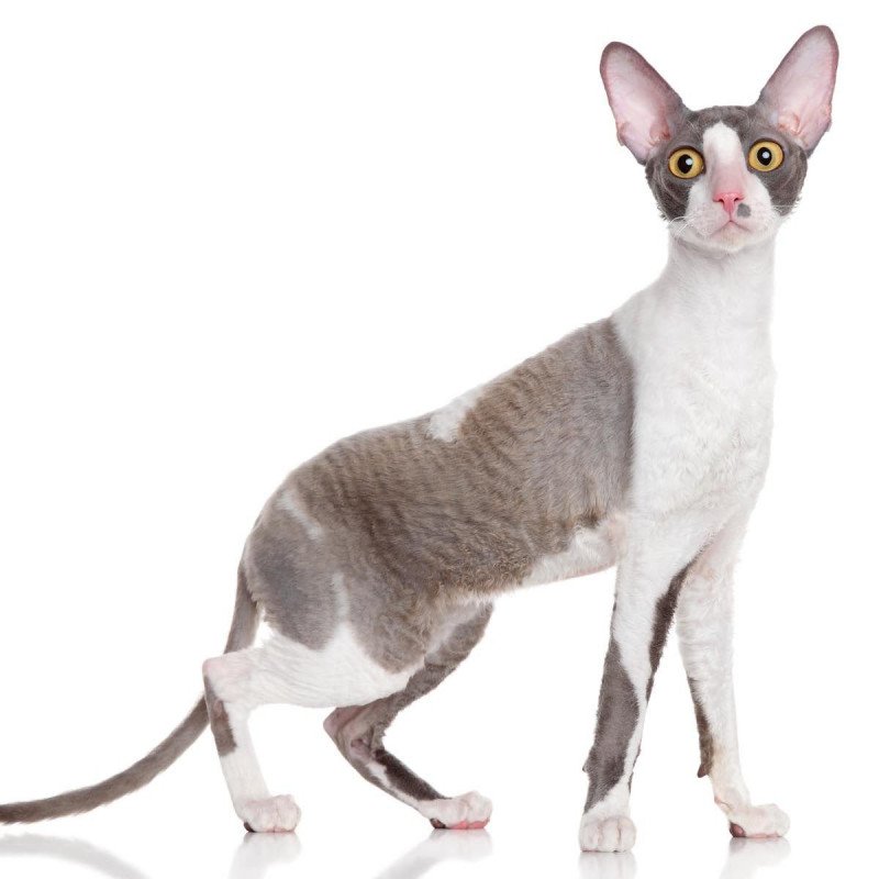 Cornish Rex à vendre. Elevages de Cornish Rex en France et près de chez ...