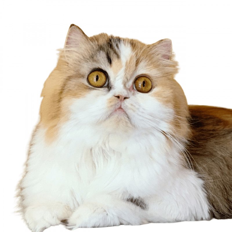 Highland Straight à vendre. Tous les élevages de chats Highland Fold