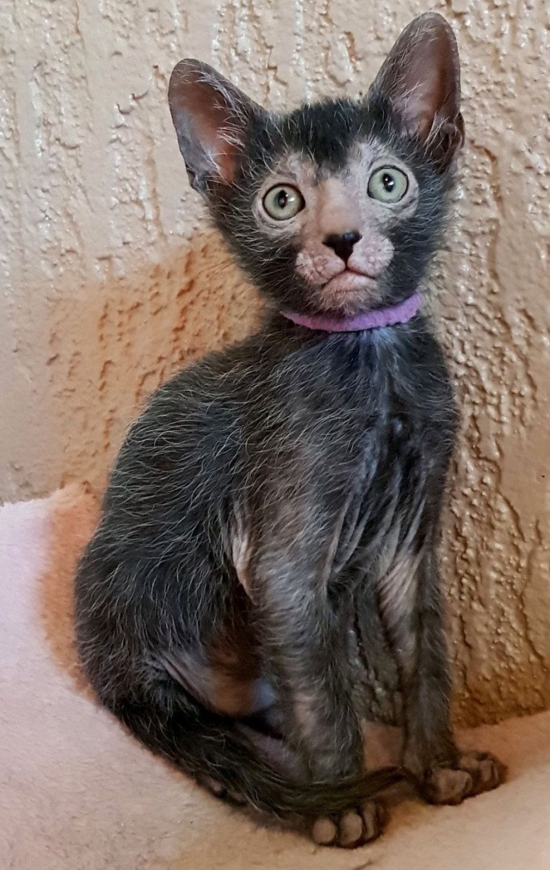 Lykoi, chat loup-garou ! Origines, histoire, santé, caractère et prix.
