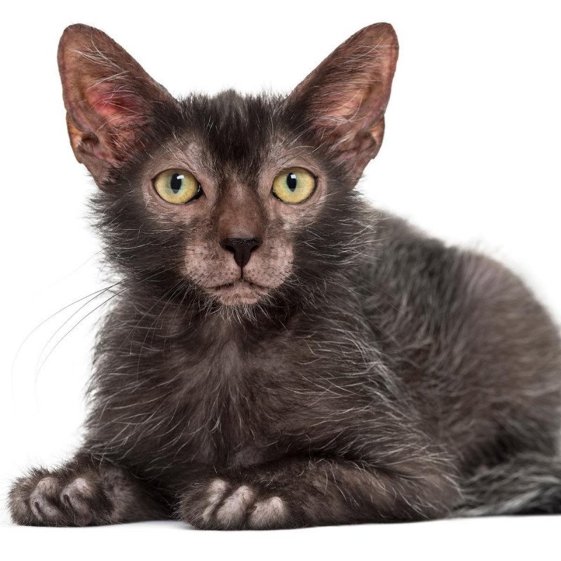 Lykoi, chat loup-garou ! Origines, histoire, santé, caractère et prix.