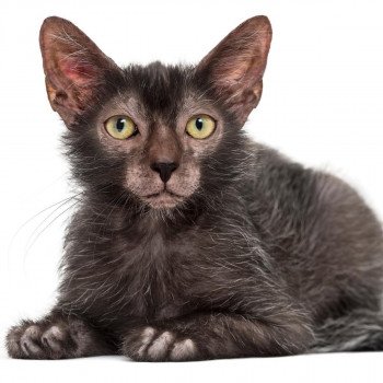Lykoi, chat loup-garou ! Origines, histoire, santé, caractère et prix.