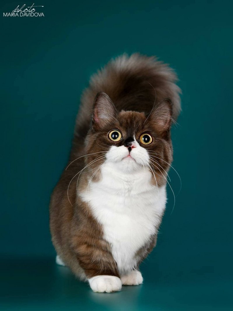 Munchkin Longhair : le chat à pattes courtes, le chat mini-pattes