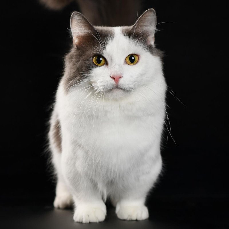Munchkin Longhair : le chat à pattes courtes, le chat mini-pattes