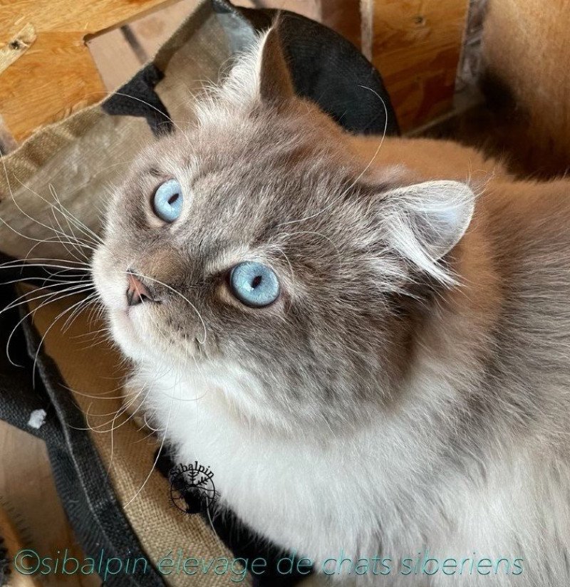 Sibérien Neva Masquerade : infos, look, santé, caractère, prix, éleveurs