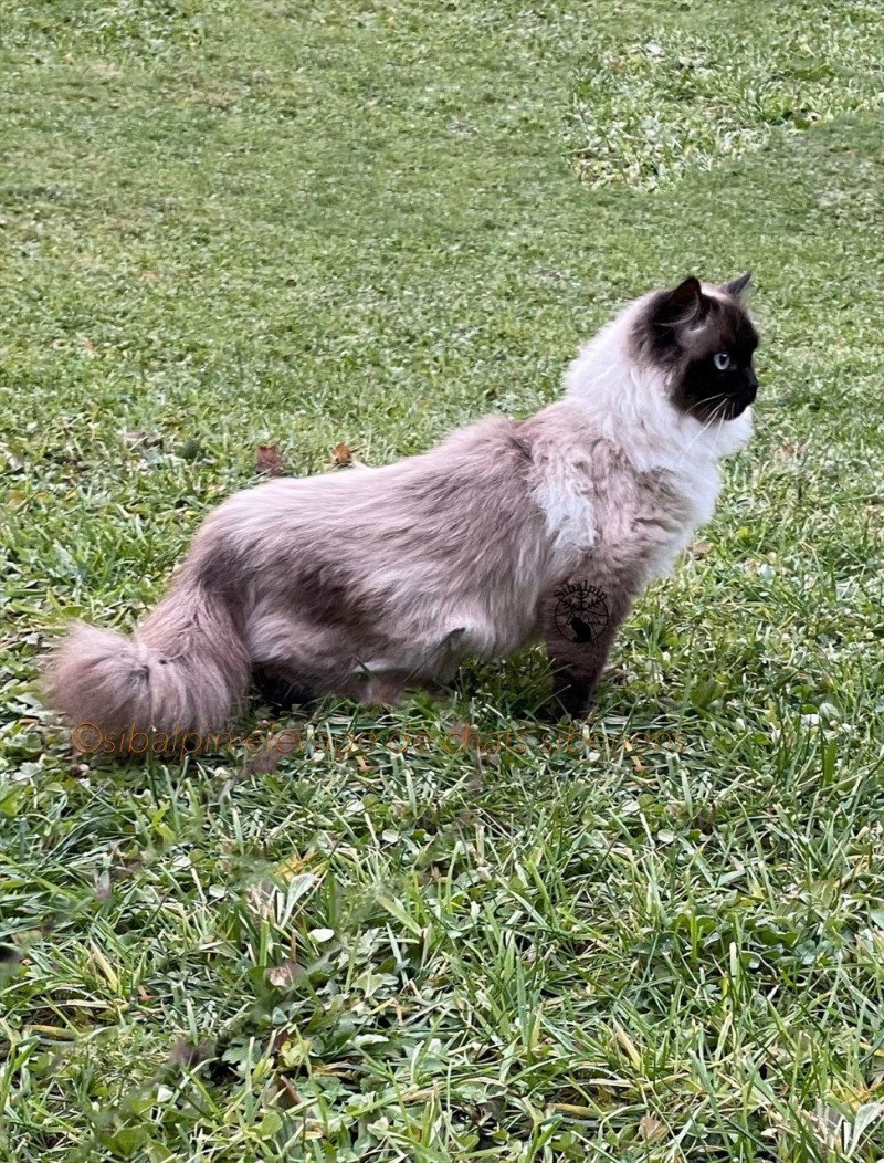 Sibérien Neva Masquerade : infos, look, santé, caractère, prix, éleveurs