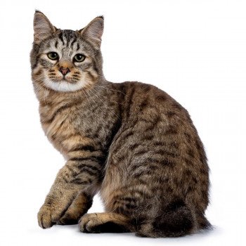 Pixie Bob Chat à vendre. Trouvez un Pixiebob près de chez vous.