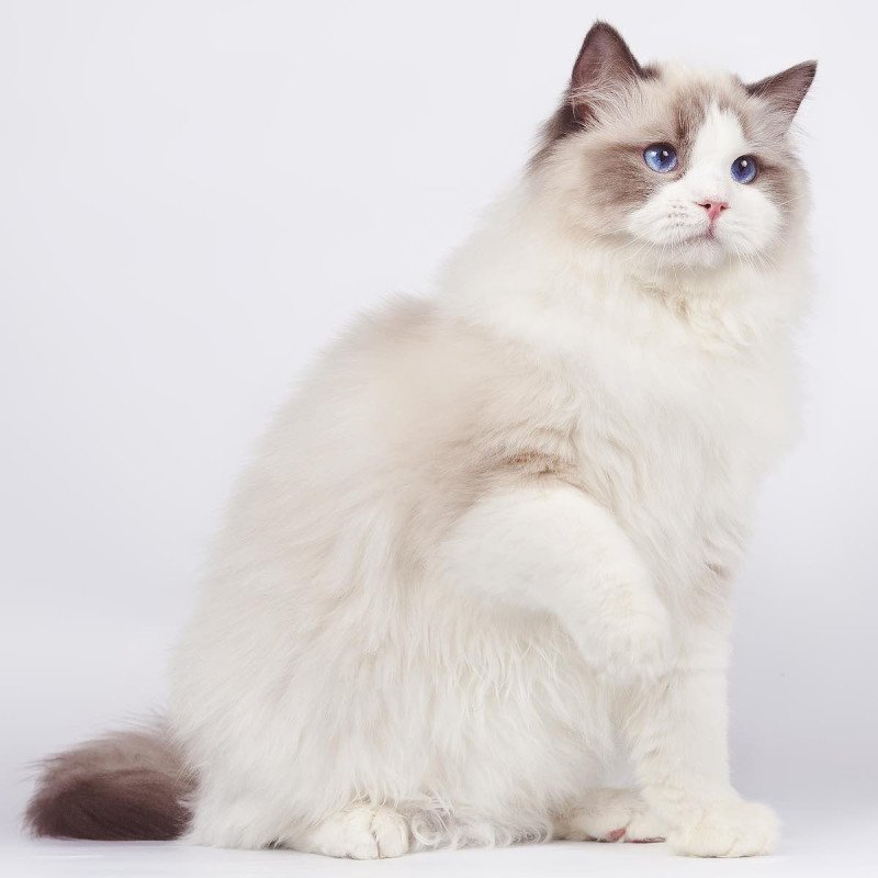 Chat Ragdoll à vendre. Look, caractère, trouvez un éleveur de Ragdoll.