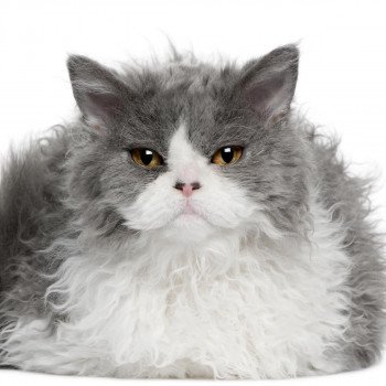 Selkirk Rex Chat Frisé. Elevage France de Selkirk Rex, chatons, annonces