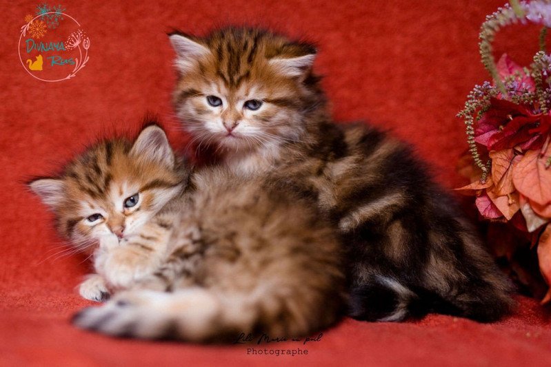 Chat Sibérien : chat hypoallergénique, origines, look, santé, caractère ...