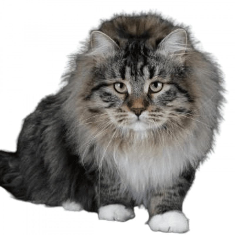 Chat Sibérien : chat hypoallergénique, origines, look, santé, caractère ...