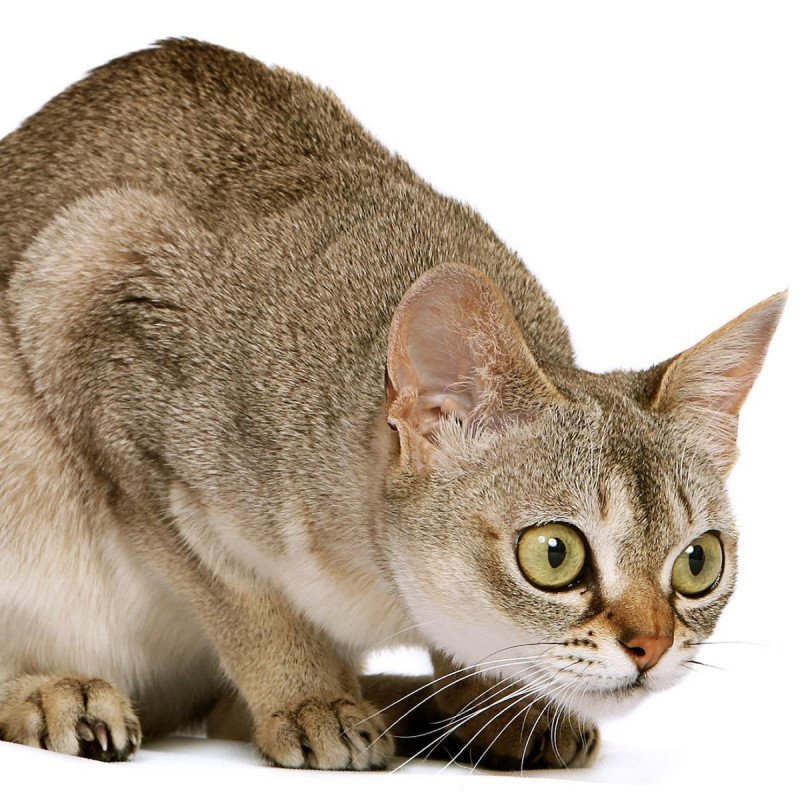 Chat Singapura. Look, caractère, les derniers prix des élévages