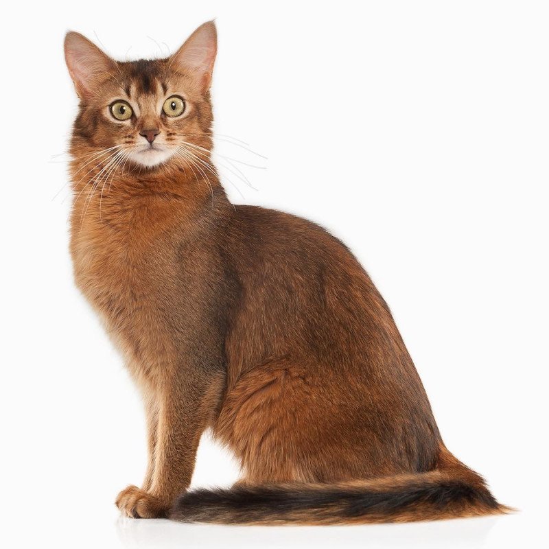 Chat Somali à vendre. Photos, caractère, élevages et annonces de chat ...