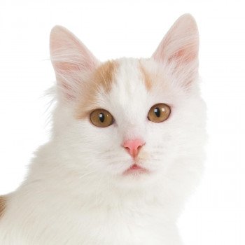 Chat Turc de Van à vendre: look, caractère, entretien, prix et annonces