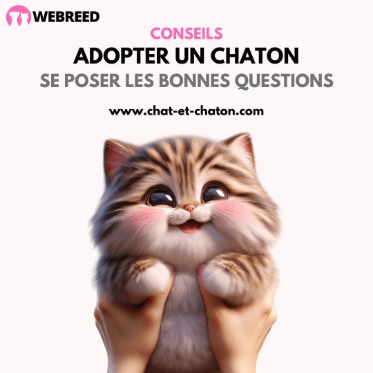 Adopter un chaton : avantages, inconvénients, conseils.