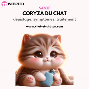 Coryza du chat / Syndrôme du coryza du chat | chat-et-chaton.com