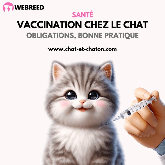 Est-ce obligatoire de faire vacciner un chat en France ? Un éleveur ...